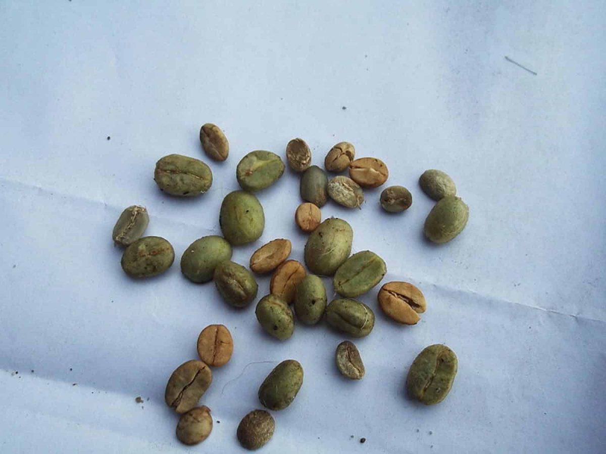 What’s The Difference Between Arabica And Robusta Coffee Beans? - Pure ...