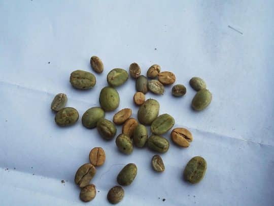 Green Arabica Beans - Pure Kopi Luwak